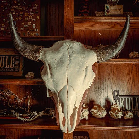 Skull Cleaning