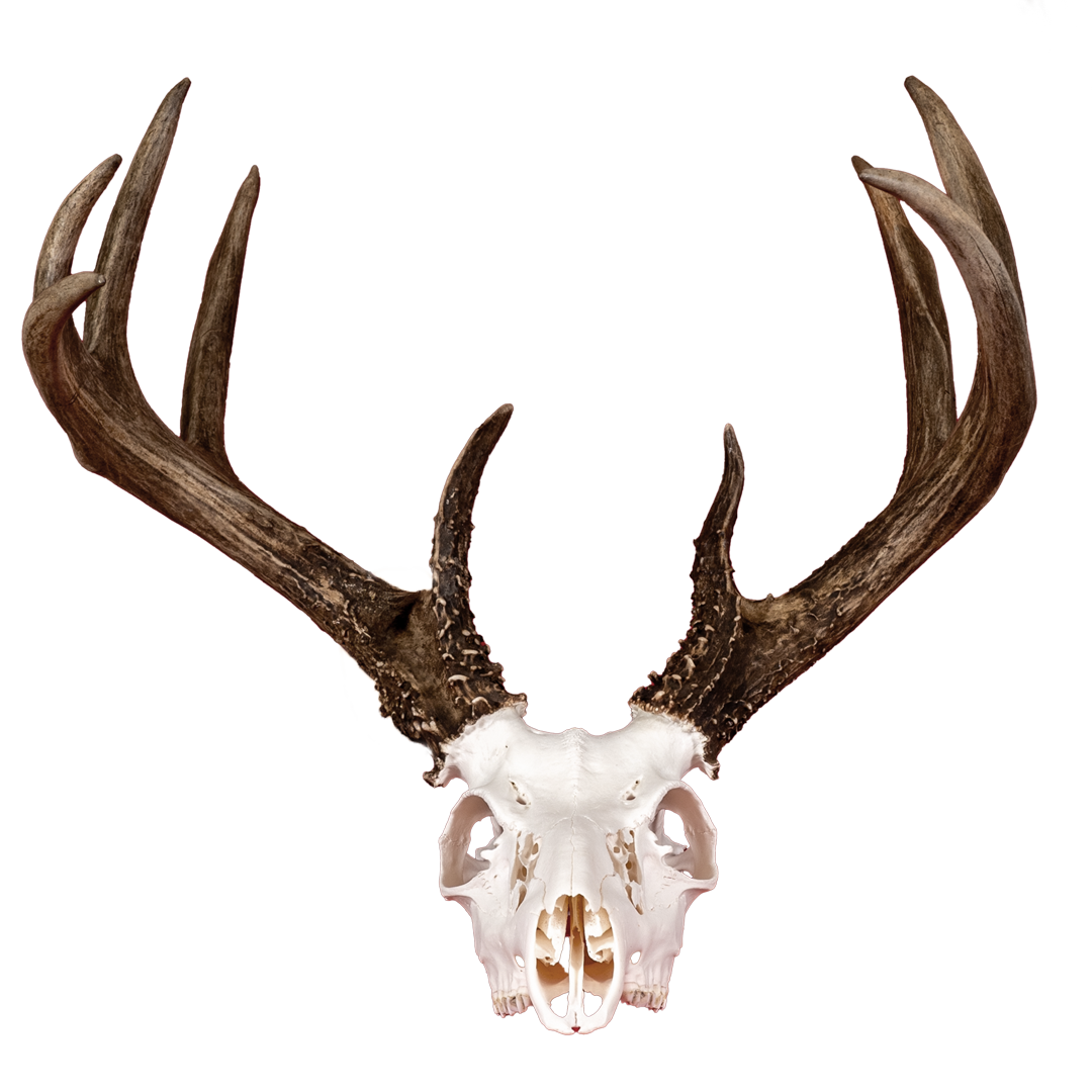 Skulls Unlimited Cleaning Services - Expert Skull Cleaning Nationwide